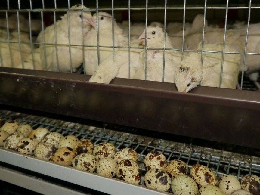 Продам перепелят