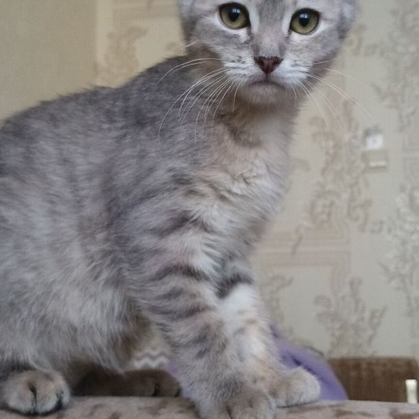 Котенок в добрые руки