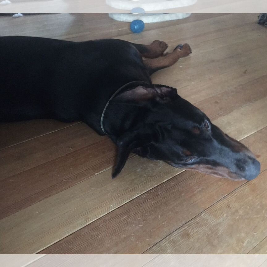 Доберман, взрослый пёс