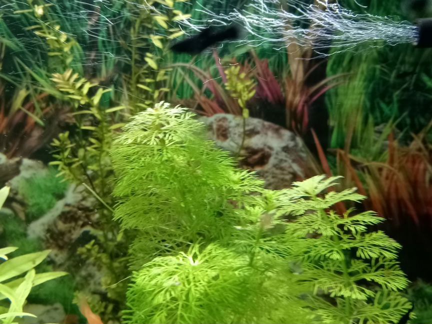 Рыбки. Мечики. Малинезии