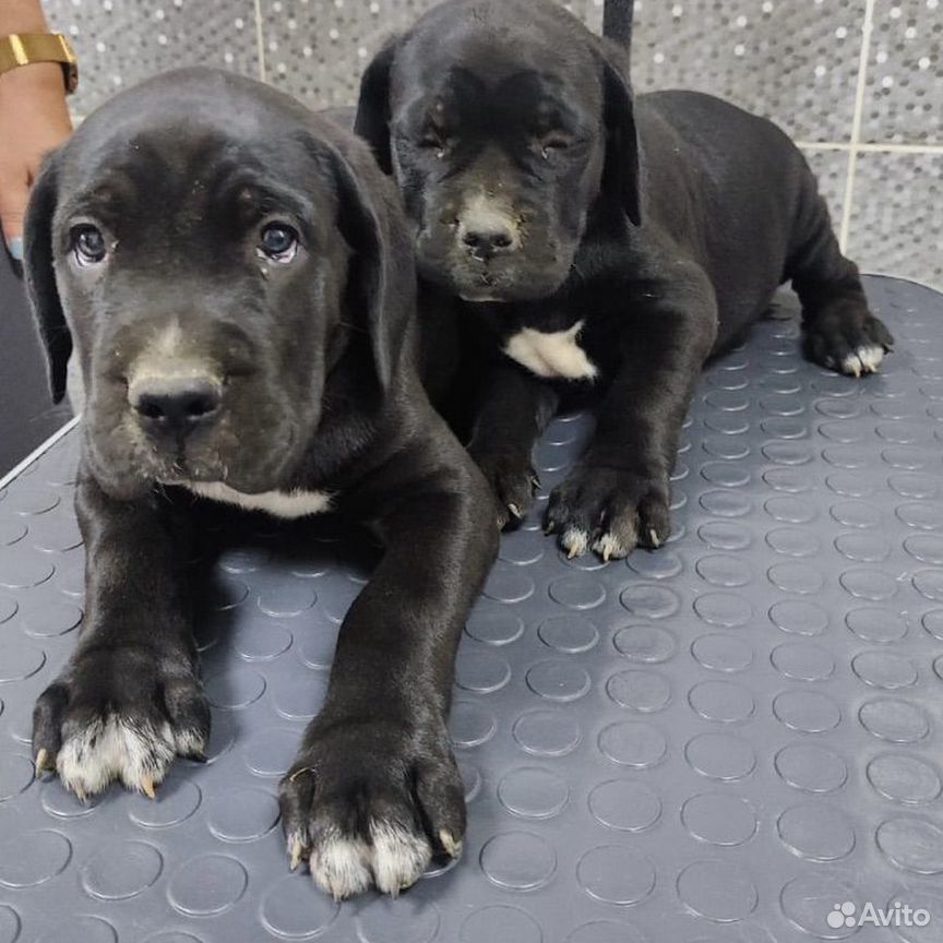 Коне корсо щенки