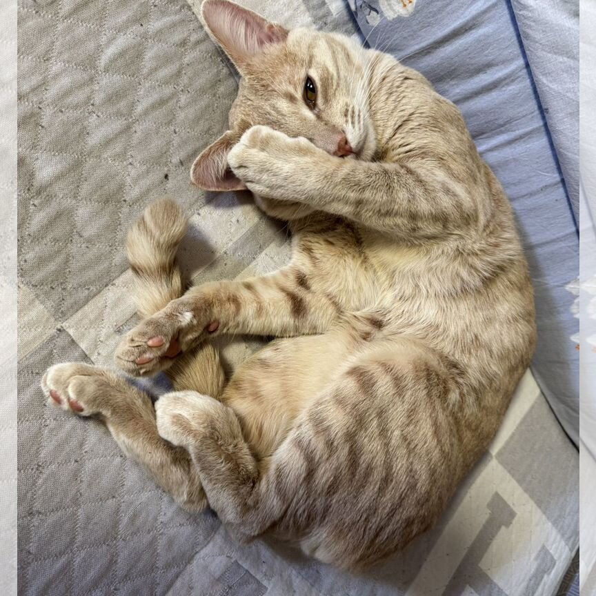 Взрослый кот в добрые руки