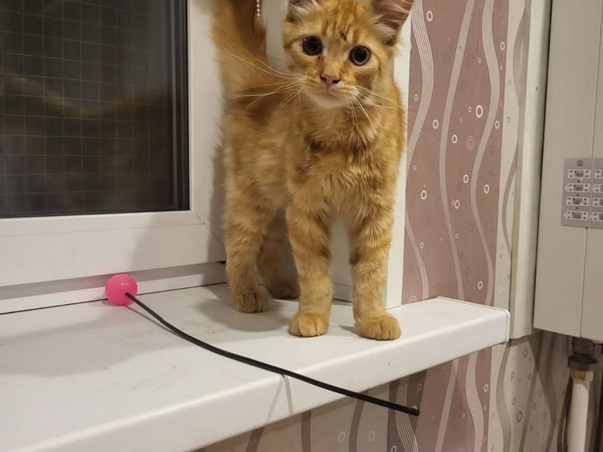 Рыжий котик ищет дом