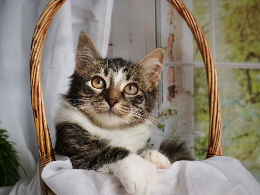 Потрясающая малышка в добрые руки