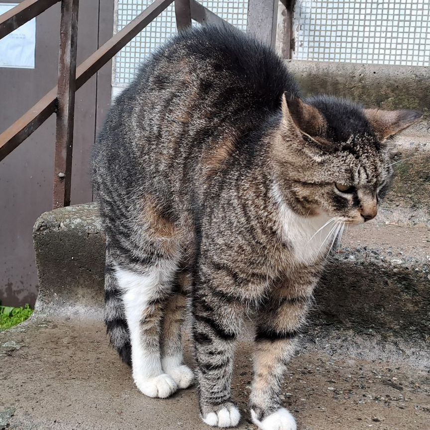 Взрослая, кошка в добрые руки
