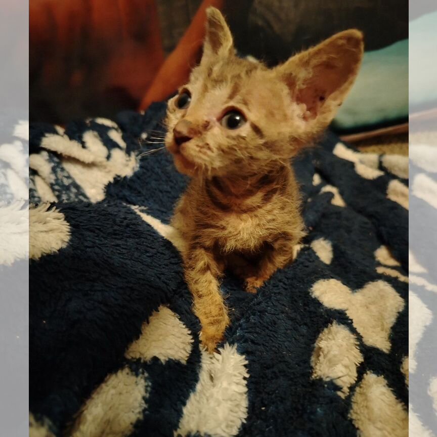 Котята сфинкс