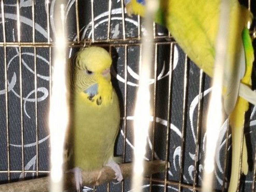 Волнистый попугай(пара)