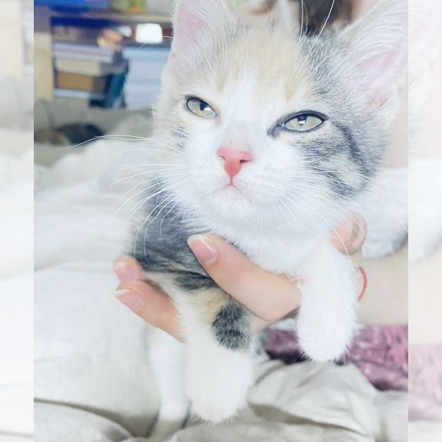 Кошка 2 месяца в дар трехцветная домашняя