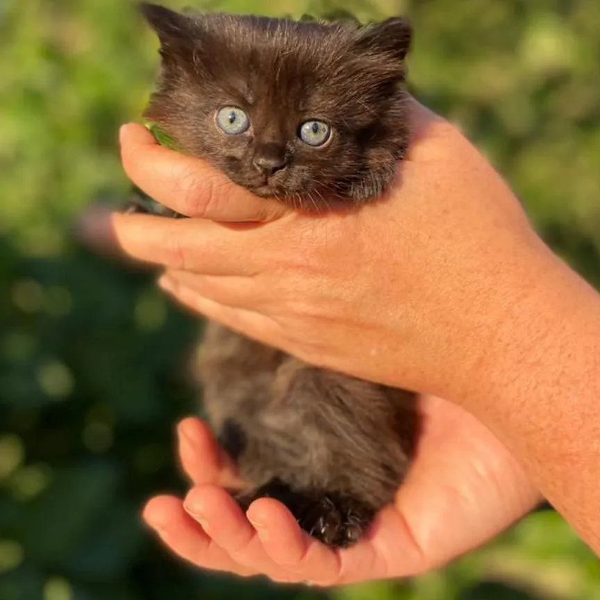 Черная пушистая кошка