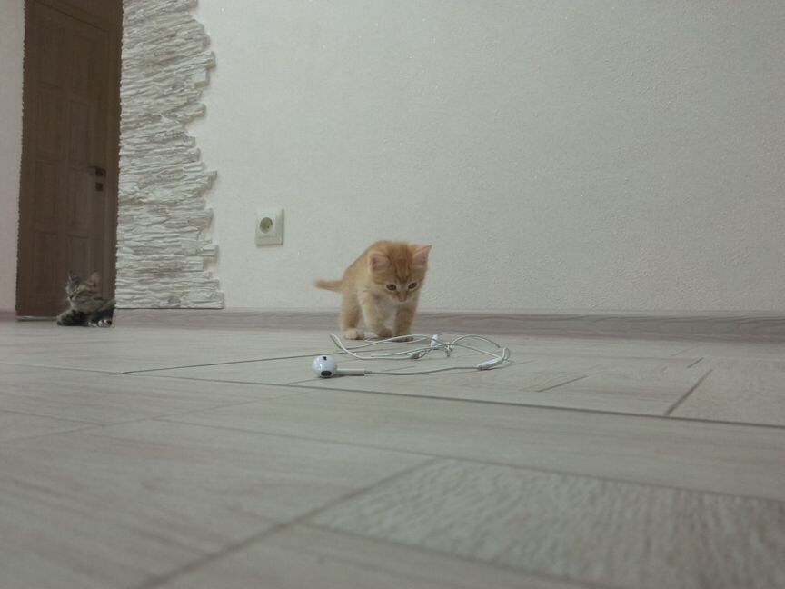 Рыжий котенок мальчик