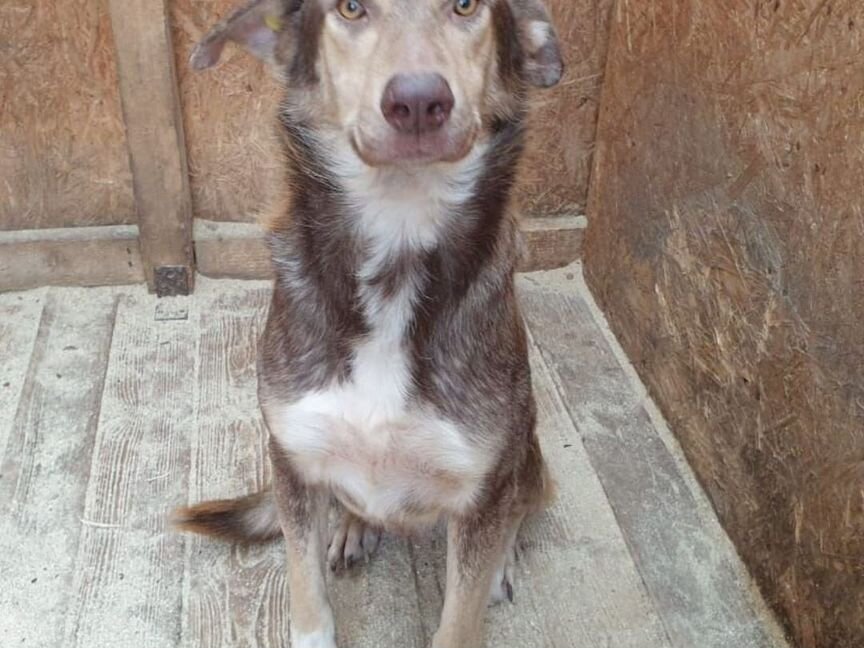 Ласковый пес ищет дом