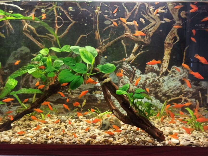 Украшения для аквариума