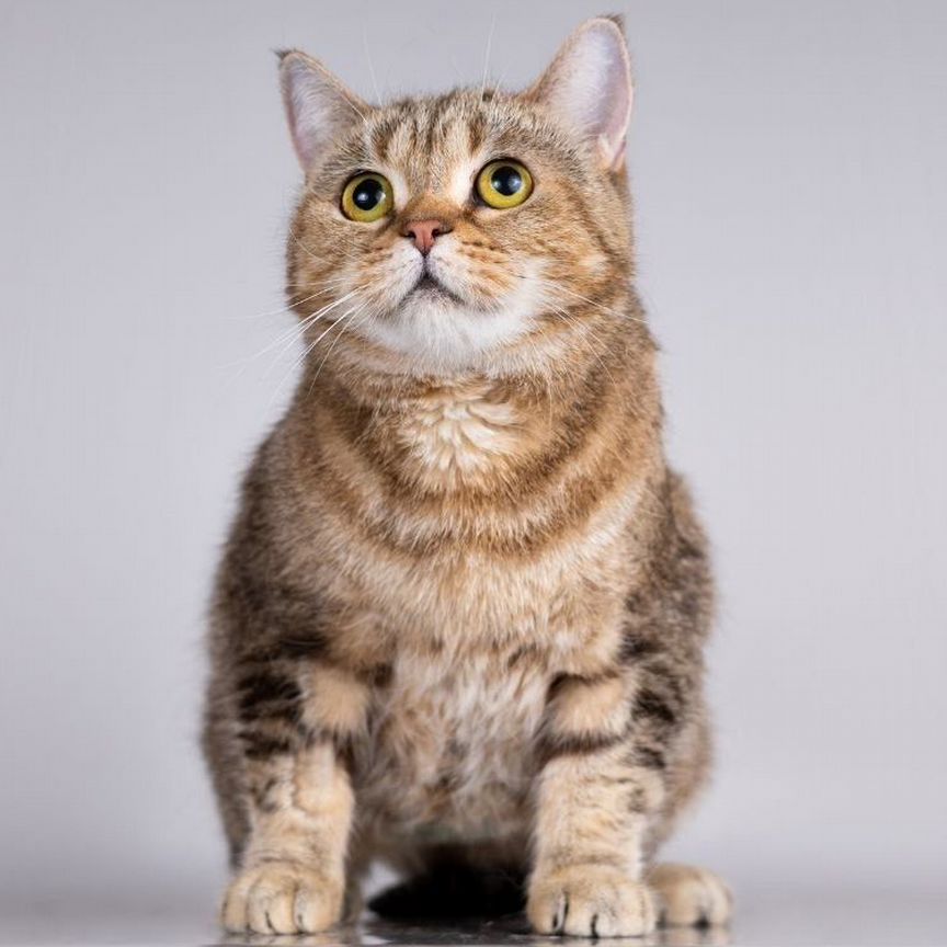 Британская короткошёрстная, взрослая кошка