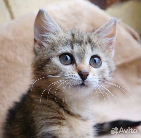 Кнопочка - чудный котенок, 2,5 месяца