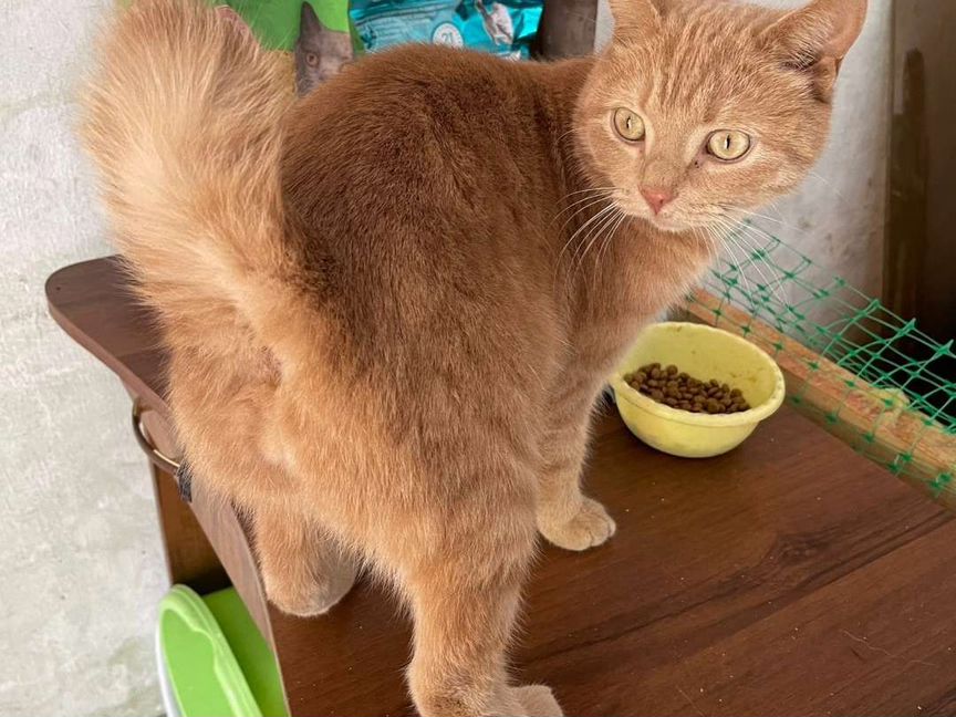 Котик ищет семью