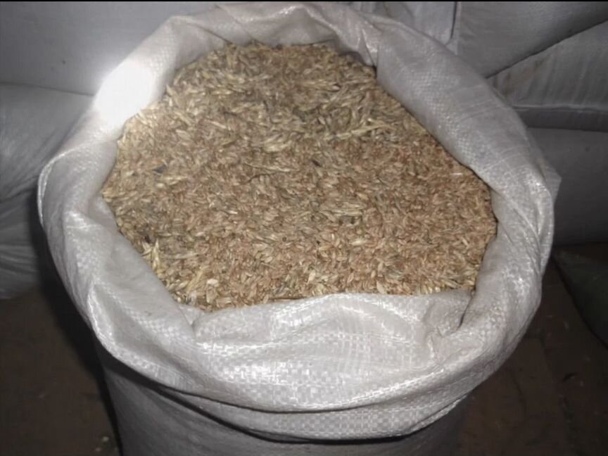 Фураж пшеница