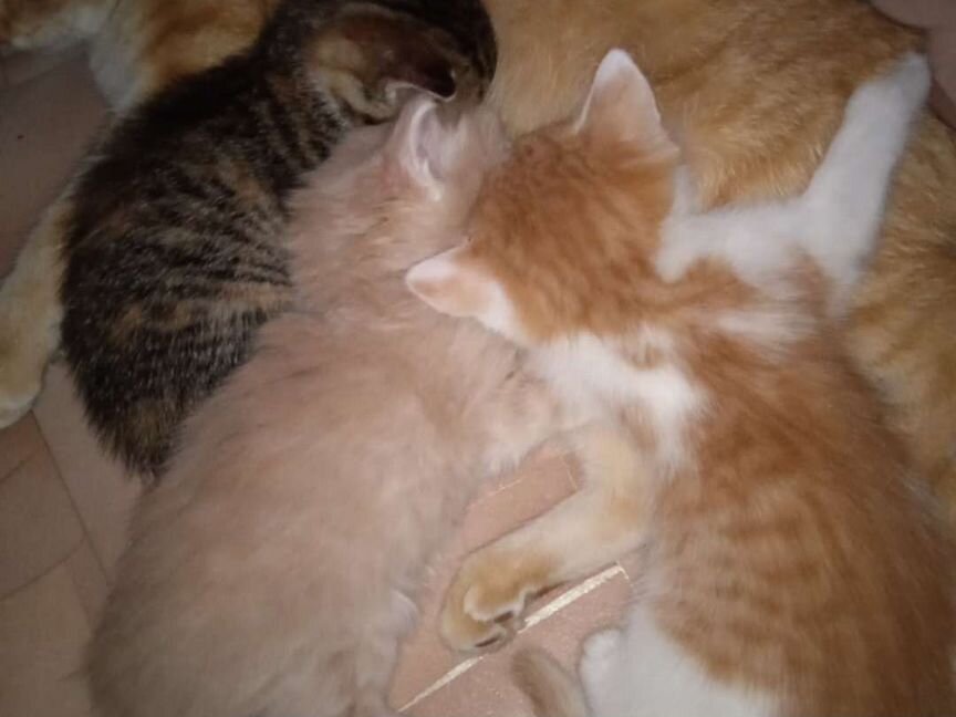 Котята в добрые руки