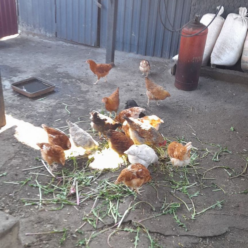 Куры молодки