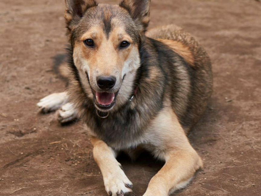 Статный Ронни из приюта / бесплатно