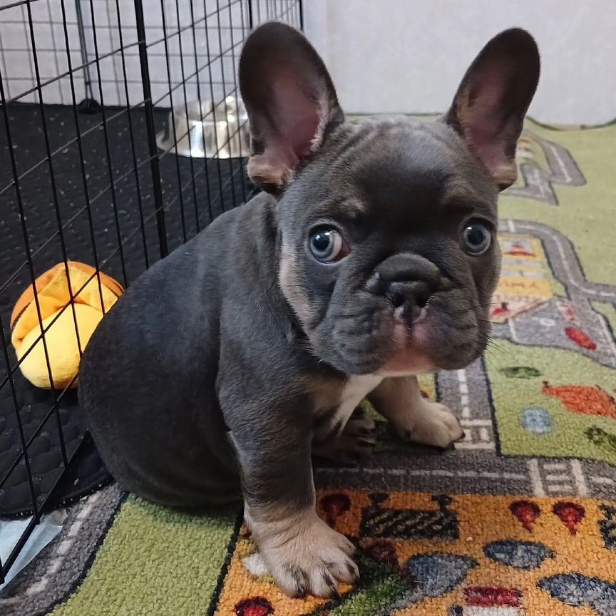 Французский бульдог щенки