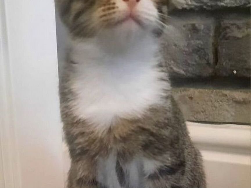 Котенок в добрые руки