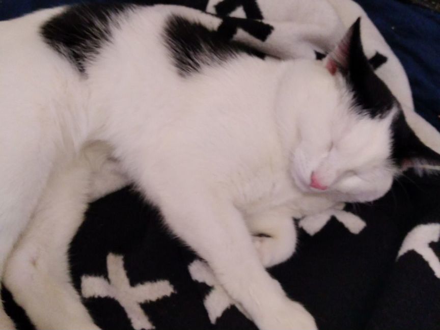 Котики бесплатно в добрые руки
