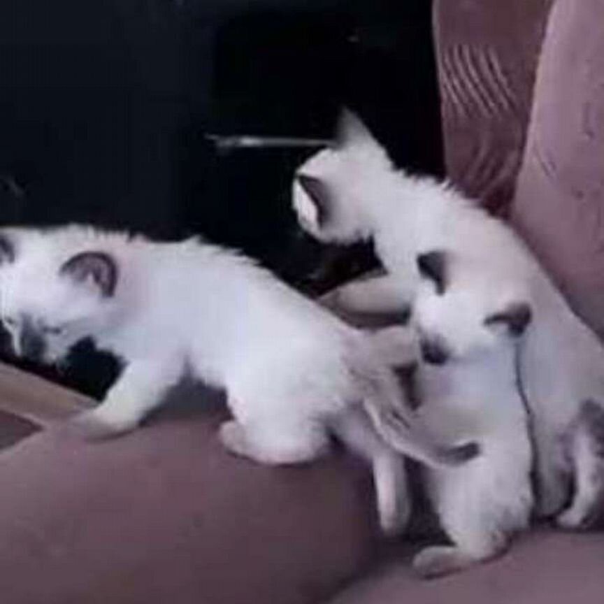 Котята тайцы