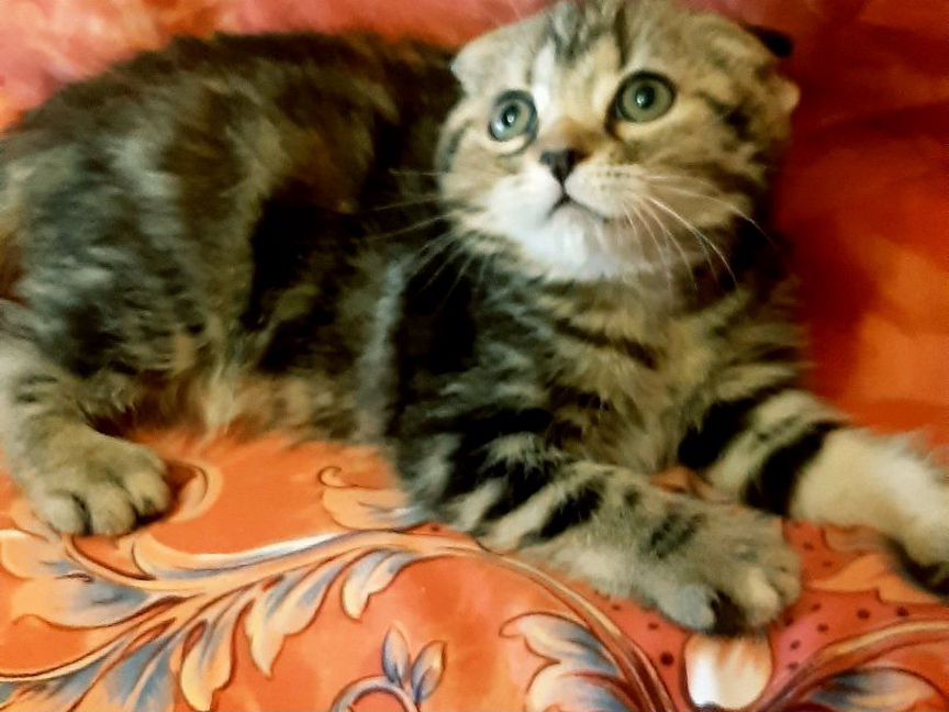 Шотландская кошечка