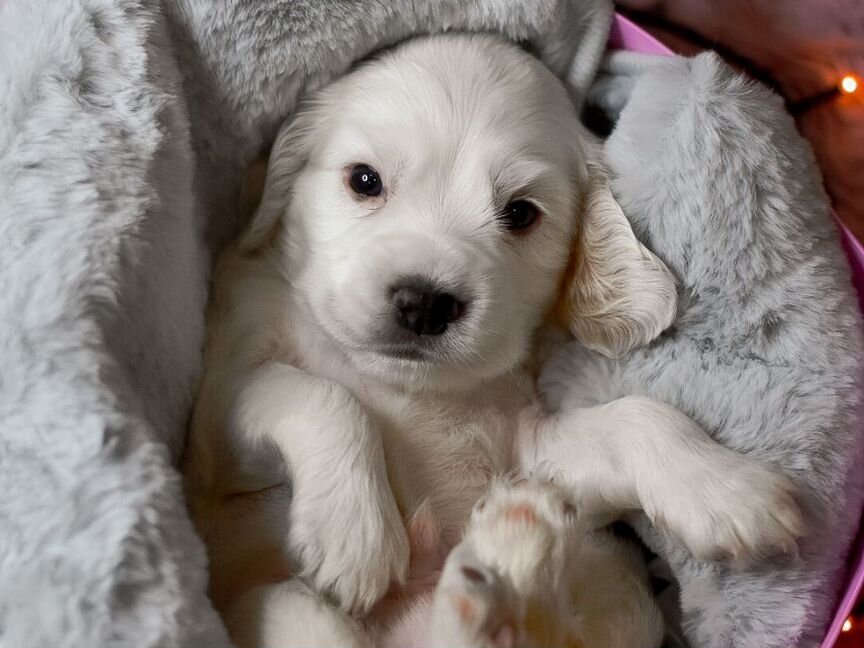 Щенки спаниеля