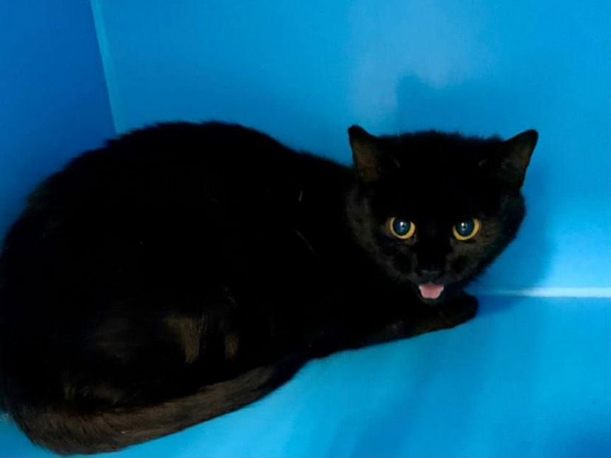 Послезавтра на улицу. Котенку нужен дом