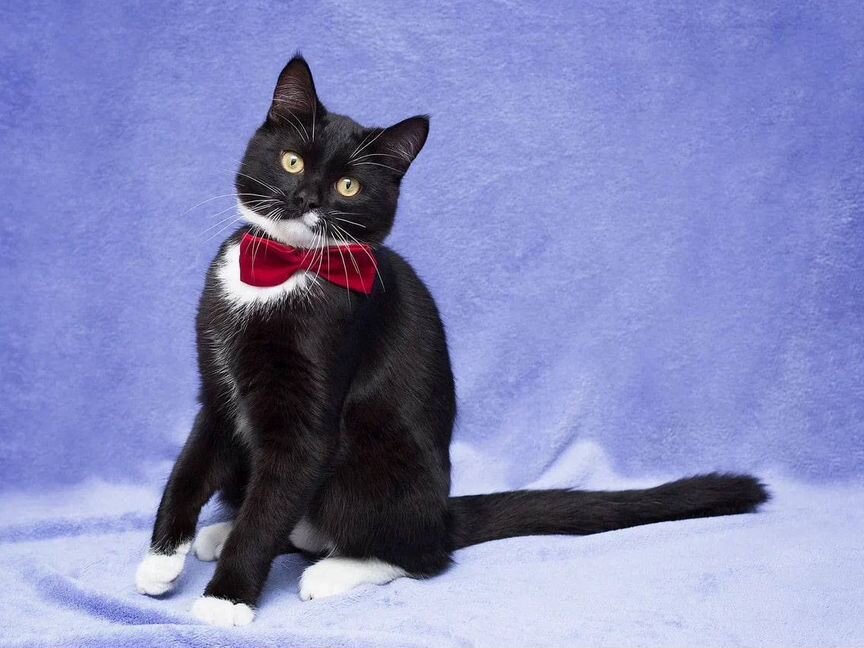 Антонио ищет дом