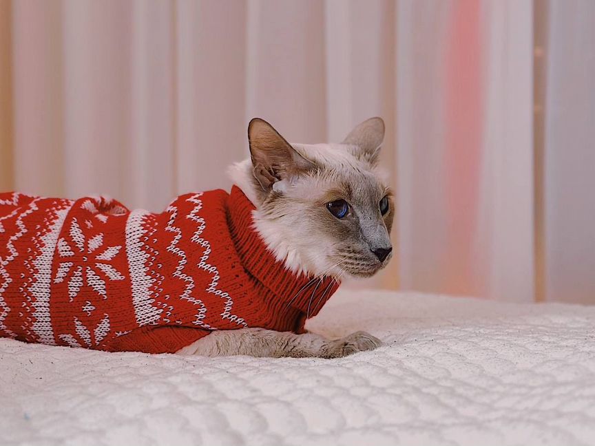 Свитер для кота или собаки