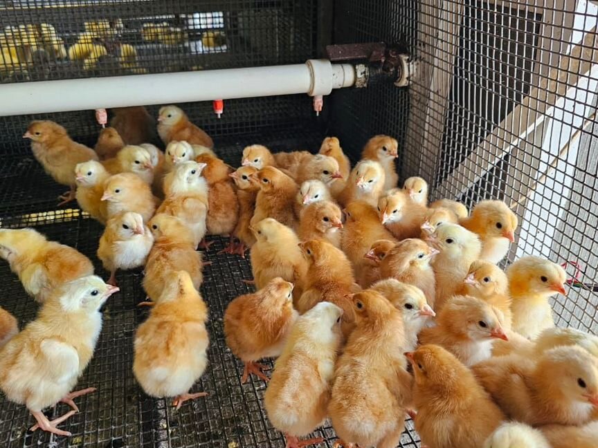 Цыплята суточные несушки Ломен Браун и петушки