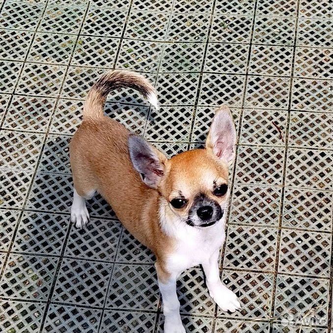 Чихуа минюшка мальчик 4,5 мес