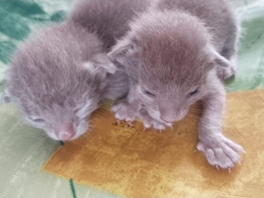 Малыши лилаши