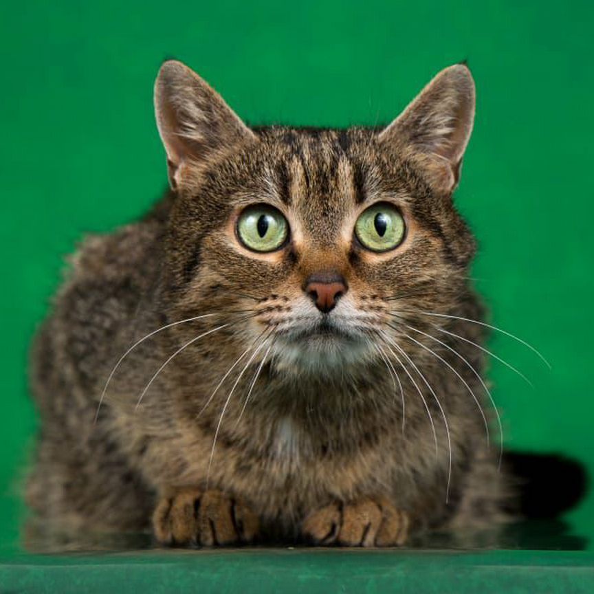 Мотя выживала на улице и теперь ищет дом