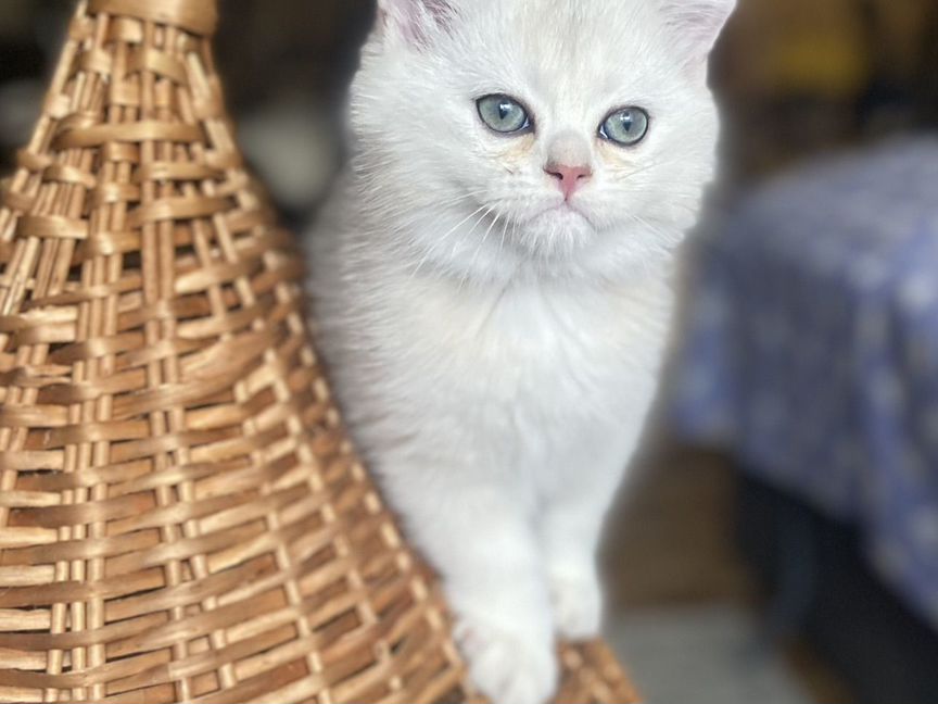 Шотландский котик Каспер