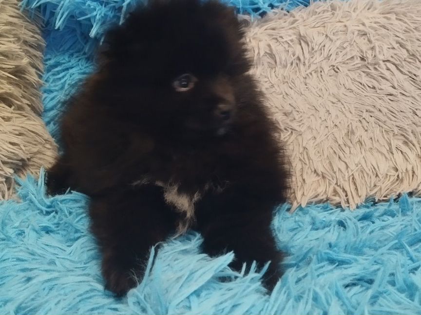 Маленький медвежонок шпиц