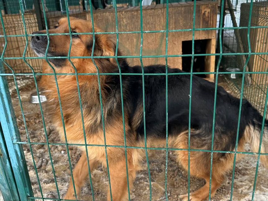 Овчарка в отлове