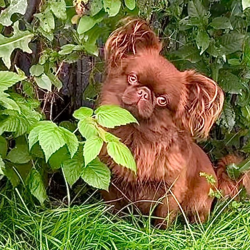 Чихуахуа, вязка