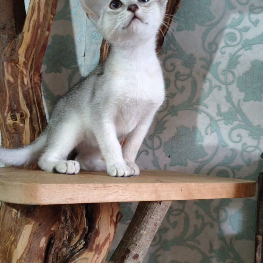 Абиссинский серебристый котёнок