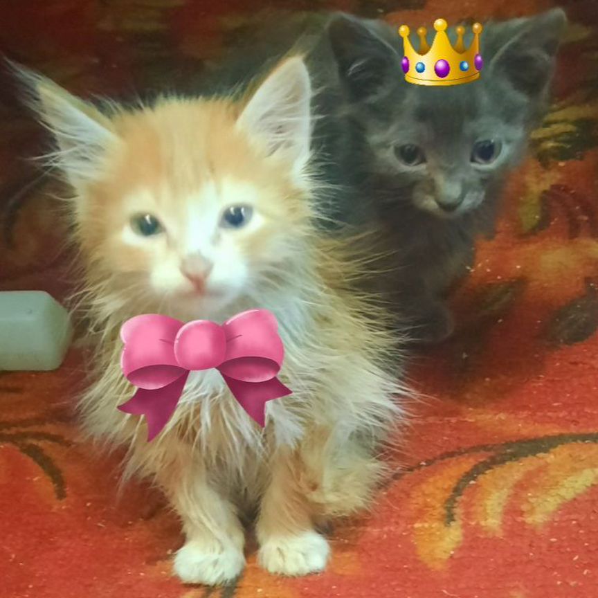 Котики маленькие