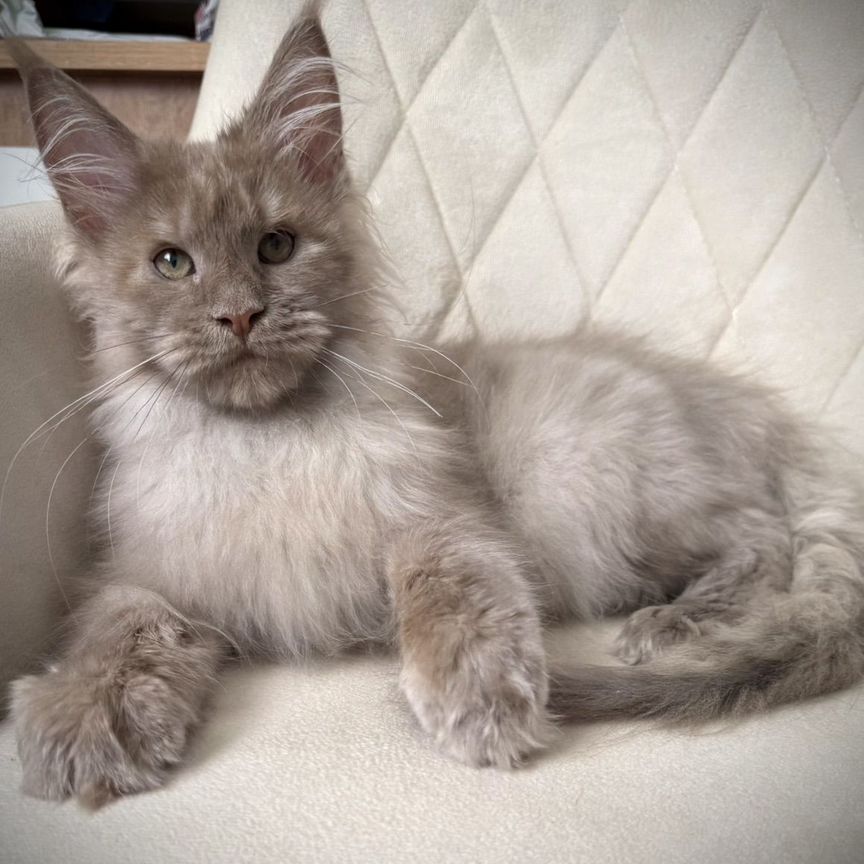 Котенок мальчик мейн-кун