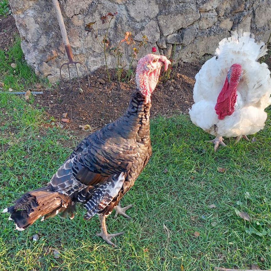 Индюк,гуси,утки