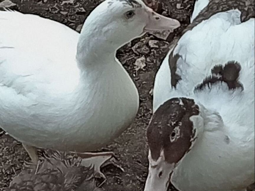 Индоутки 2 м. 4 шт