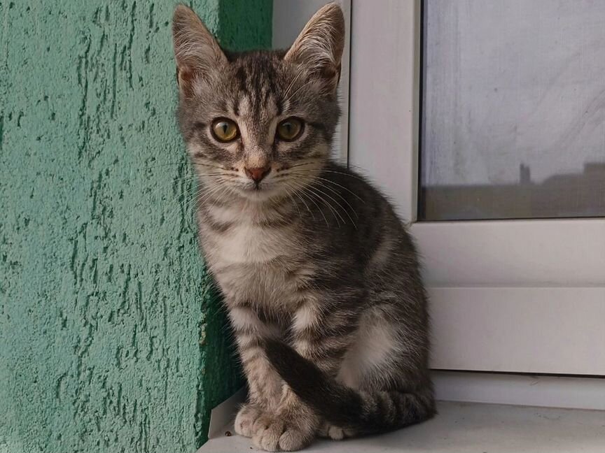 Пристраиваются котята