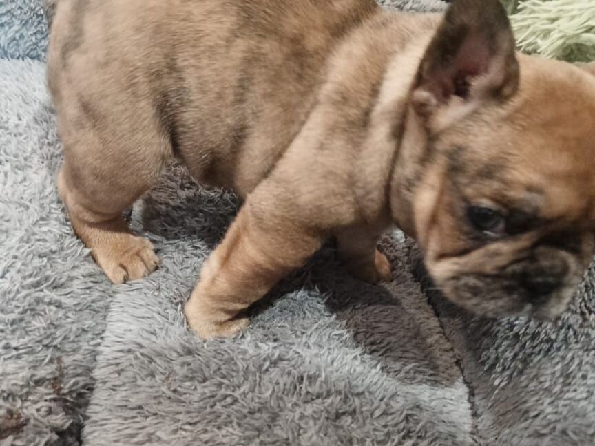 Французский бульдог щенки