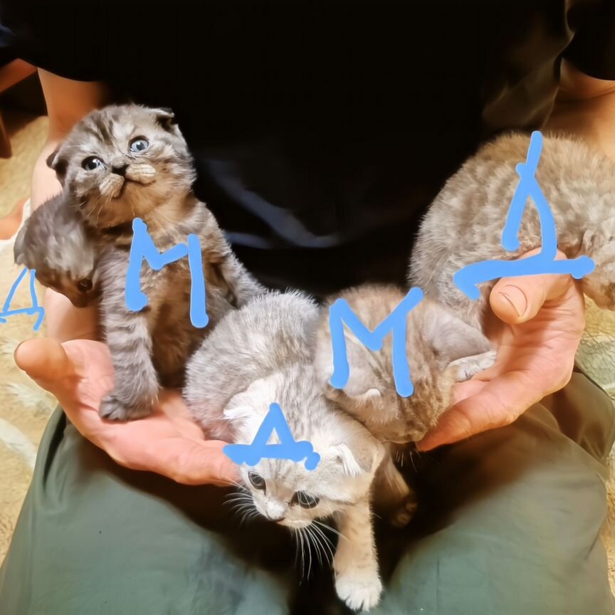 Шотландский вислоухий короткошёрстный котёнок