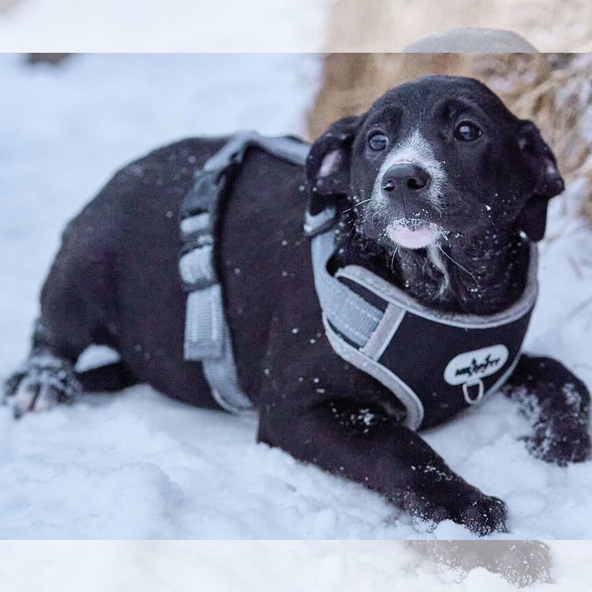 Щенок в добрые руки