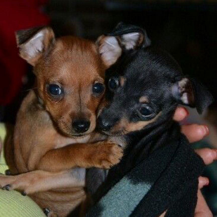 Русский той-терьер, щенок